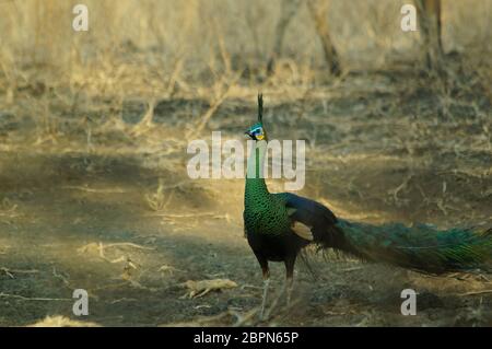 Green peafowl Pavo muticus also known as Java peafowl crossing the ...
