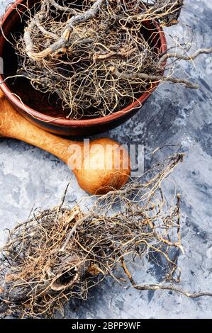 Maral root, medicinal plant of Siberian medicine.Dry roots Stock Photo ...