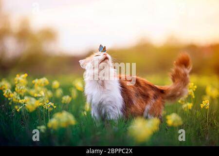 Cute pigeon portrait sat on a wall with orange beak in Lincoln ...
