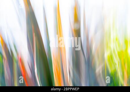 Nature abstract - colored flax blades motion blur Stock Photo - Alamy