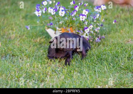 Chipoo Dog, cute puppy in front of purple flowers Stock Photo - Alamy