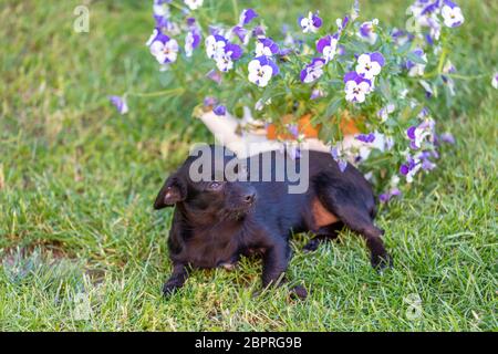 Chipoo Dog, cute puppy in front of purple flowers Stock Photo - Alamy