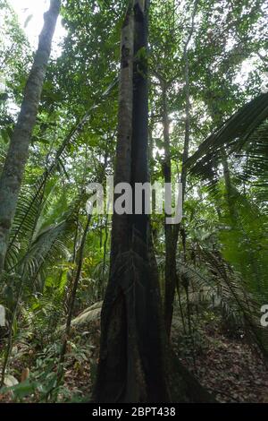 Panorama from Amazon rainforest, Brazilian wetland region. Navigable ...