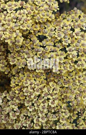 Yellow ornamental yarrow, Achillea millefolium variety Inca Gold ...