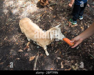 Goat eating carrot from hand Stock Photo - Alamy