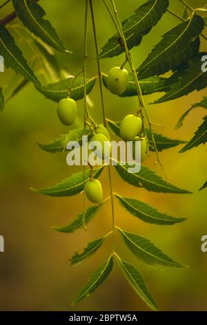 Medicinal neem leaf on white background. Azadirachta indica Stock Photo ...