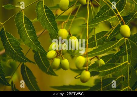 Neem Fruits and leaf for ayurvedic medicinal herbs Stock Photo - Alamy