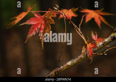 Taken near Kameiwa cave in Kimitsu, Japan. Autumn season Stock Photo ...