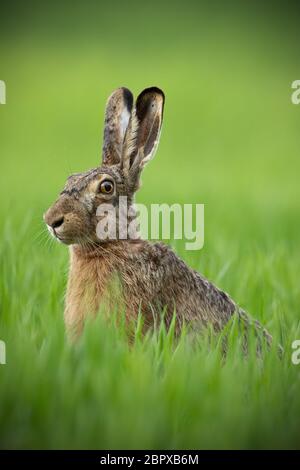 Portrait of brown hare with clear blurred green background. Wild rabbit ...