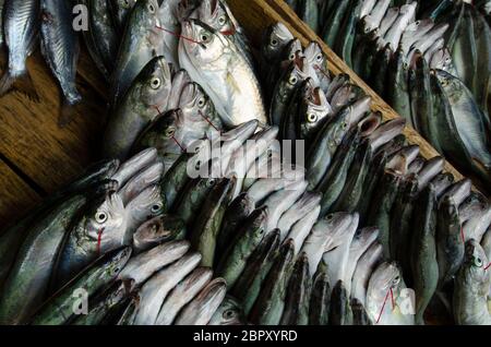 Trabzon, Turkey. September 8th 2014 Fish from the Black Sea for sale in ...