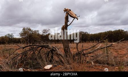 Aboriginal Skull, Australia Stock Photo - Alamy