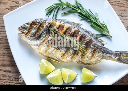 Dorade Royale Fish Stock Photo - Alamy