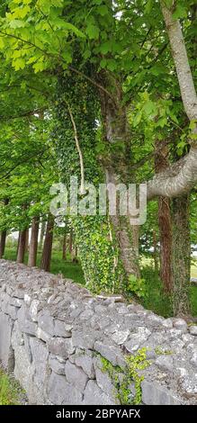 overgrown tree detail seen in Ireland Stock Photo - Alamy