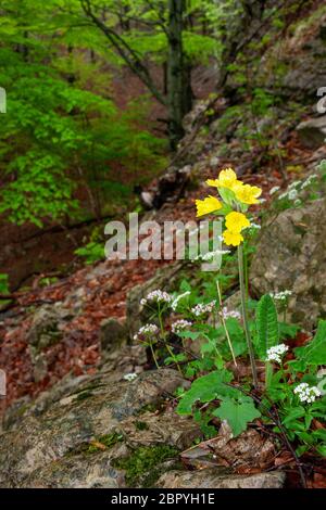 Cowslip (Primula veris) from Paklenica National Park, Croatia Stock ...