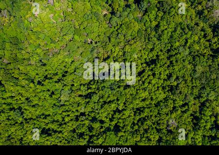 Aerial treetop view of Amazon canopy taken from tower observatory in ...