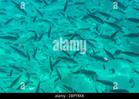 Black striped Salima. Xenocys Jessiae. Large shoal underwater in the ...