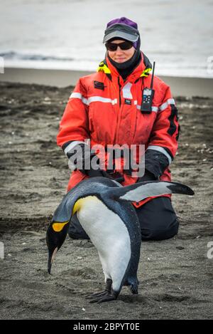 King Penguin; Aptenodytes patagonicus; Woman with Moulting Chick ...