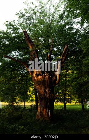 Woodland spring, Savernake Forest, England Stock Photo - Alamy