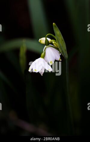 A white-green march cup blossom Stock Photo - Alamy
