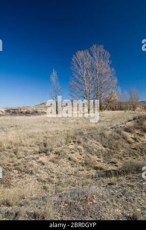 Trees. Gallocanta Lagoon. Aragon. Spain Stock Photo - Alamy