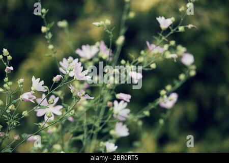 Alcea pallida pink flowers Stock Photo - Alamy