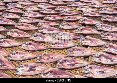 Mackerel, fish dried from sunlight , food in Thailand Stock Photo - Alamy