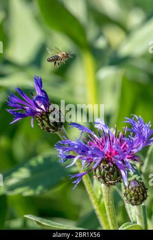 Flying honeybee in front of flower Stock Photo - Alamy