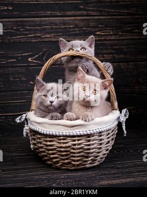 Three cute kittens, one gray and two striped, sit next to each other on ...
