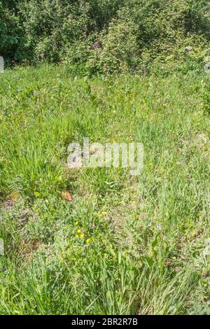 Grass and weeds growing out of the ground in front of a derelict ...