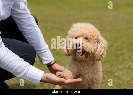 Dog Poodle shake hand with owner Stock Photo - Alamy