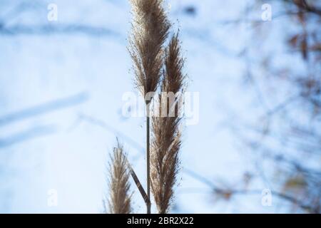 Water rush growing out of water in nature Stock Photo - Alamy