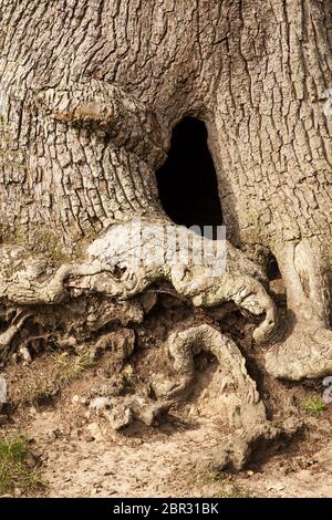 Image of the roots of a large tree with a hollow near the water on the ...