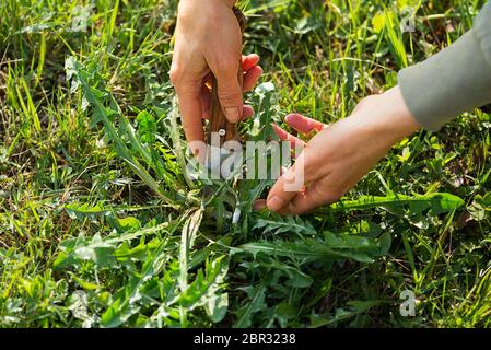 Dandelion. Picking fresh dandelion leaves with knife. Dandelion in ...