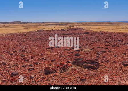 Petrified Wood Debris Field in the Desert in Petrified Forest National ...