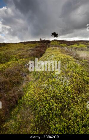 Lone Pine Tree on Commondale Moor, North York Moors National Park ...