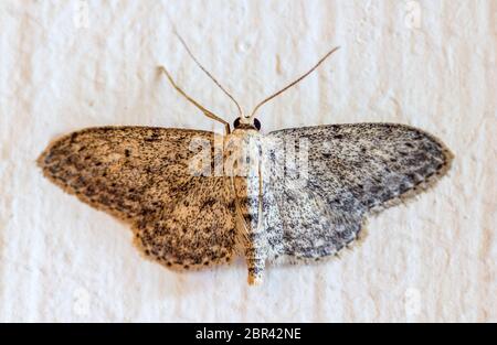 A pretty Riband Wave Moth (Idaea aversata) perching on a fern leaf ...
