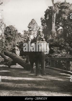 Logging Elephant in Burma Stock Photo - Alamy