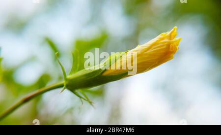 Flower with the blurred background viewed from above Stock Photo - Alamy
