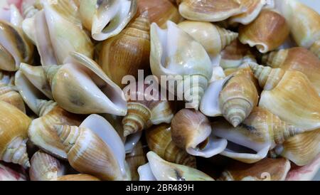 Closeup of steamed dog conch, a species of edible sea snail, with the ...