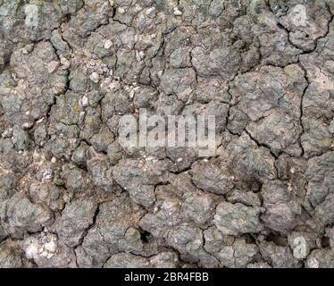 full frame abstract fissured soil closeup Stock Photo - Alamy