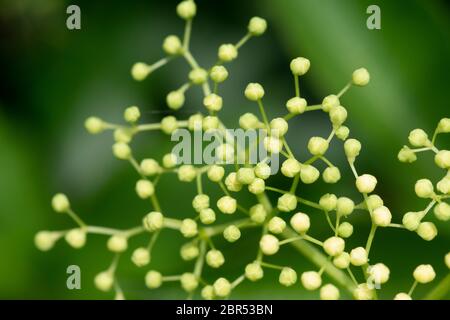 Italy, Lombardy, Province of Cremona, Elder or Elderflower, Sambucus ...
