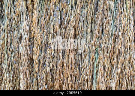 Dry paddy rice seeds mass product from Thailand,Ears of paddy rice ...