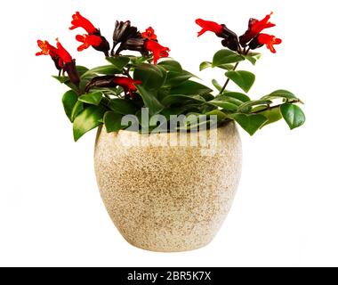 Closeup of an isolated potted red lipstick plant Stock Photo - Alamy