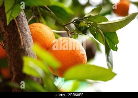 Bloomy orange garden in Valencia. Spain Stock Photo - Alamy