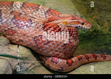 Eastern Corn Snake (Pantherophis guttatus), close up Stock Photo - Alamy