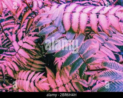 bottom view of orange leaves of rowan tree crown in autumn Stock Photo ...