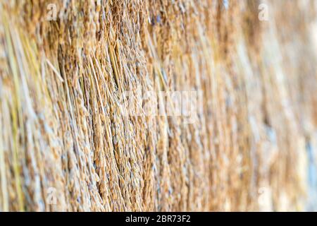 Dry paddy rice seeds mass product from Thailand,Ears of paddy rice ...