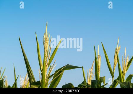 Corn pollen on the corn tassel in the cornfield Stock Photo - Alamy