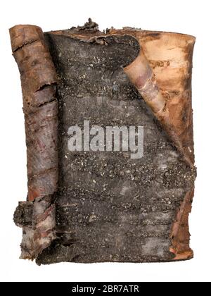 Dark tree bark curling up at the ends as a blackboard with copy space ...