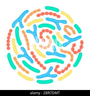 Vector probiotics in circular shape. Bifidobacterium, lactobacillus ...